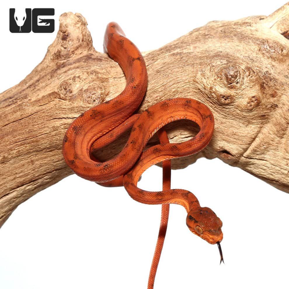 Baby Halloween Phase Amazon Tree Boas For Sale - Underground Reptiles