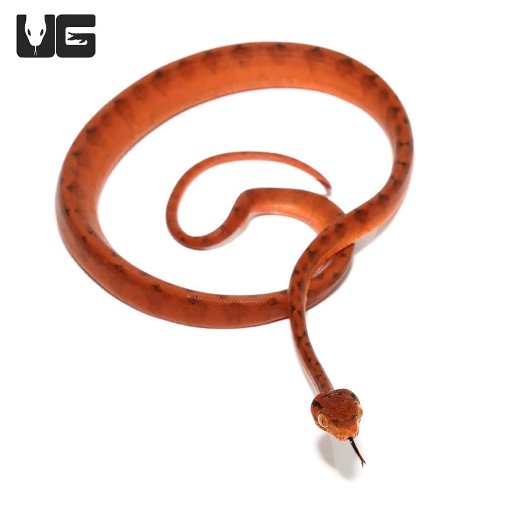 C.B. Baby Colored Red Amazon Tree Boa (Corallus hortulanus) For Sale ...