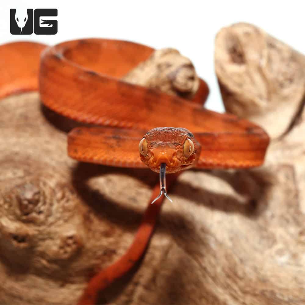 C.B. Baby Colored Red Amazon Tree Boa (Corallus hortulanus) For Sale ...