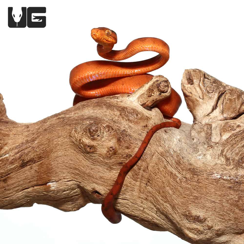 C.B. Baby Colored Red Amazon Tree Boa (Corallus hortulanus) For Sale ...
