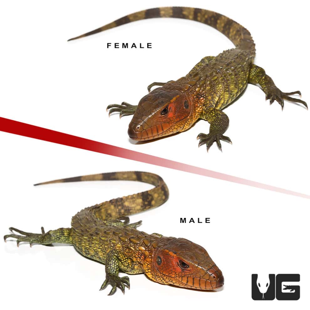 Baby Caiman Lizards For Sale - Underground Reptiles