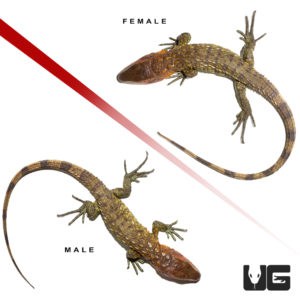 Captive Bred Tegus For Sale - Underground Reptiles