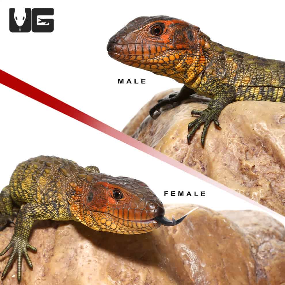 Captive Bred Tegus For Sale - Underground Reptiles