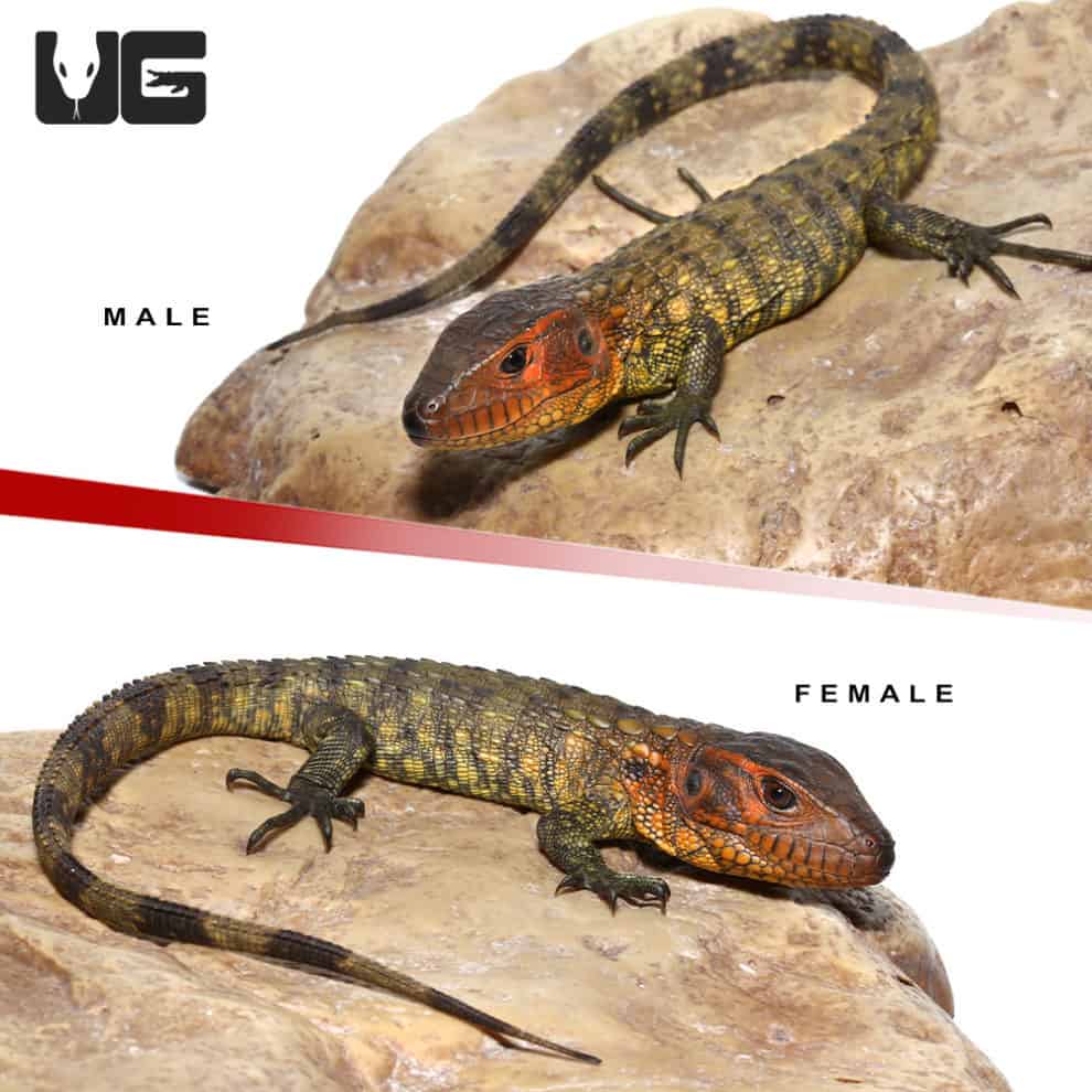 Baby Caiman Lizards For Sale - Underground Reptiles