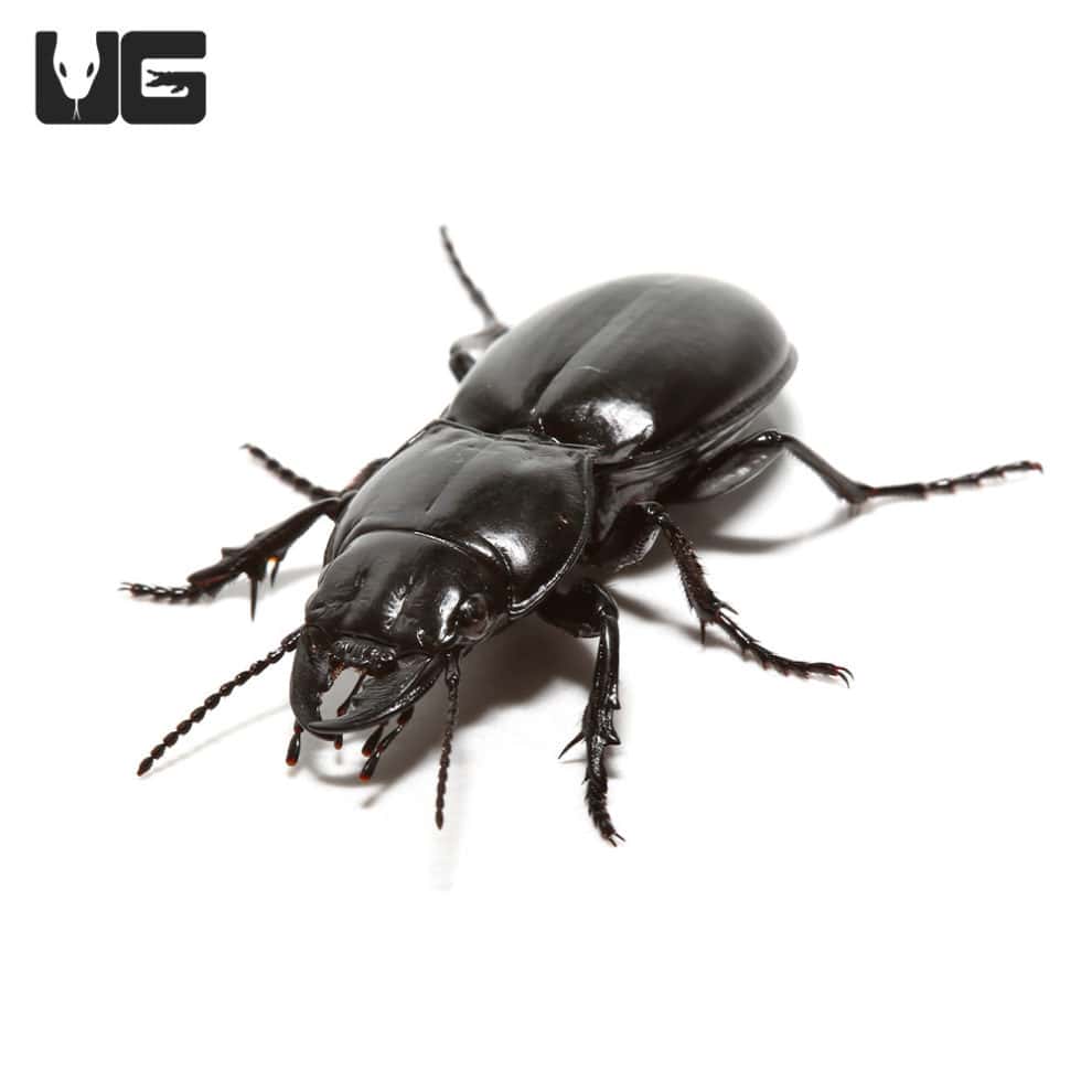 California Warrior Beetle - Underground Reptiles