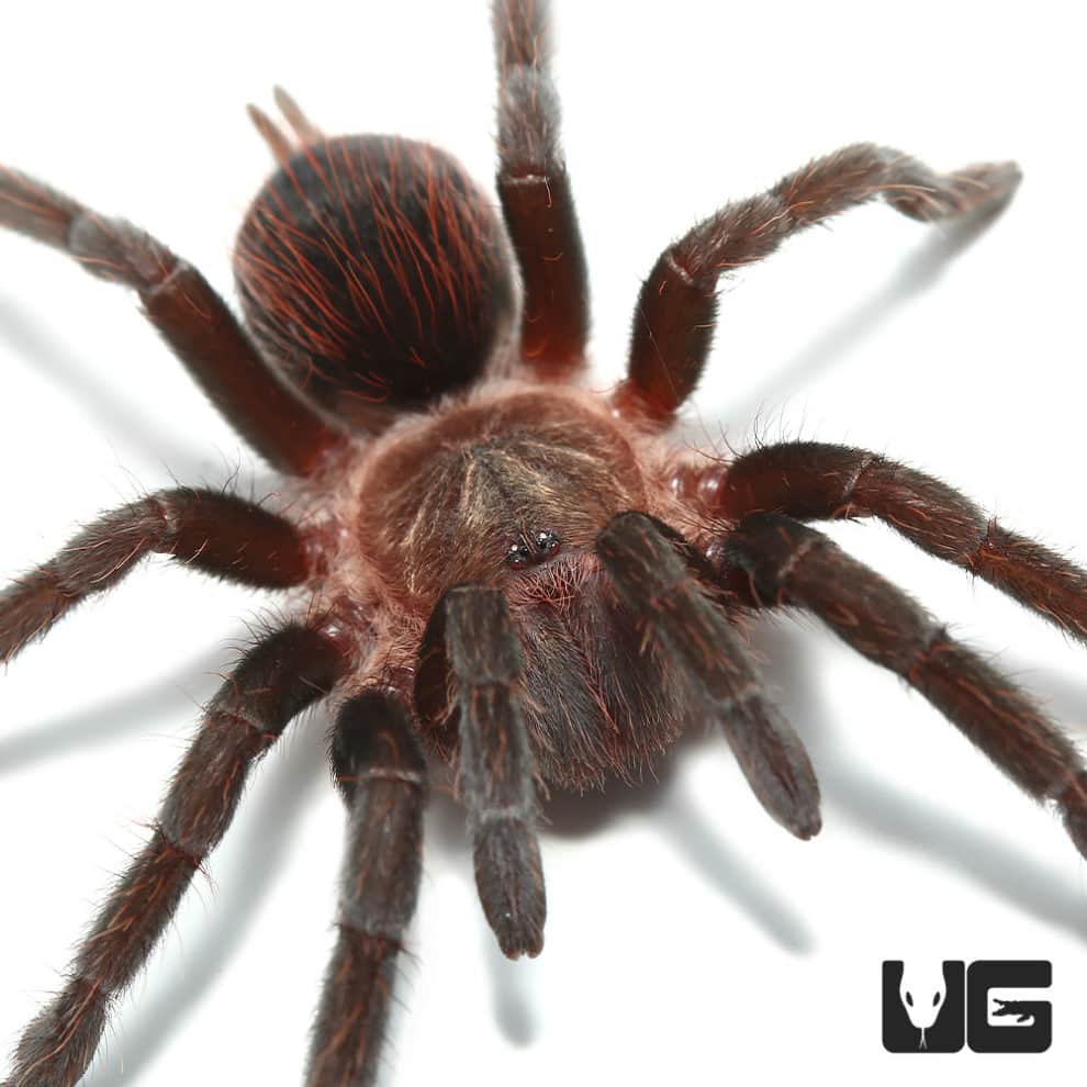 Colombian Dwarf Blue Tarantula (Pseudhapalopus sp blue) For Sale ...