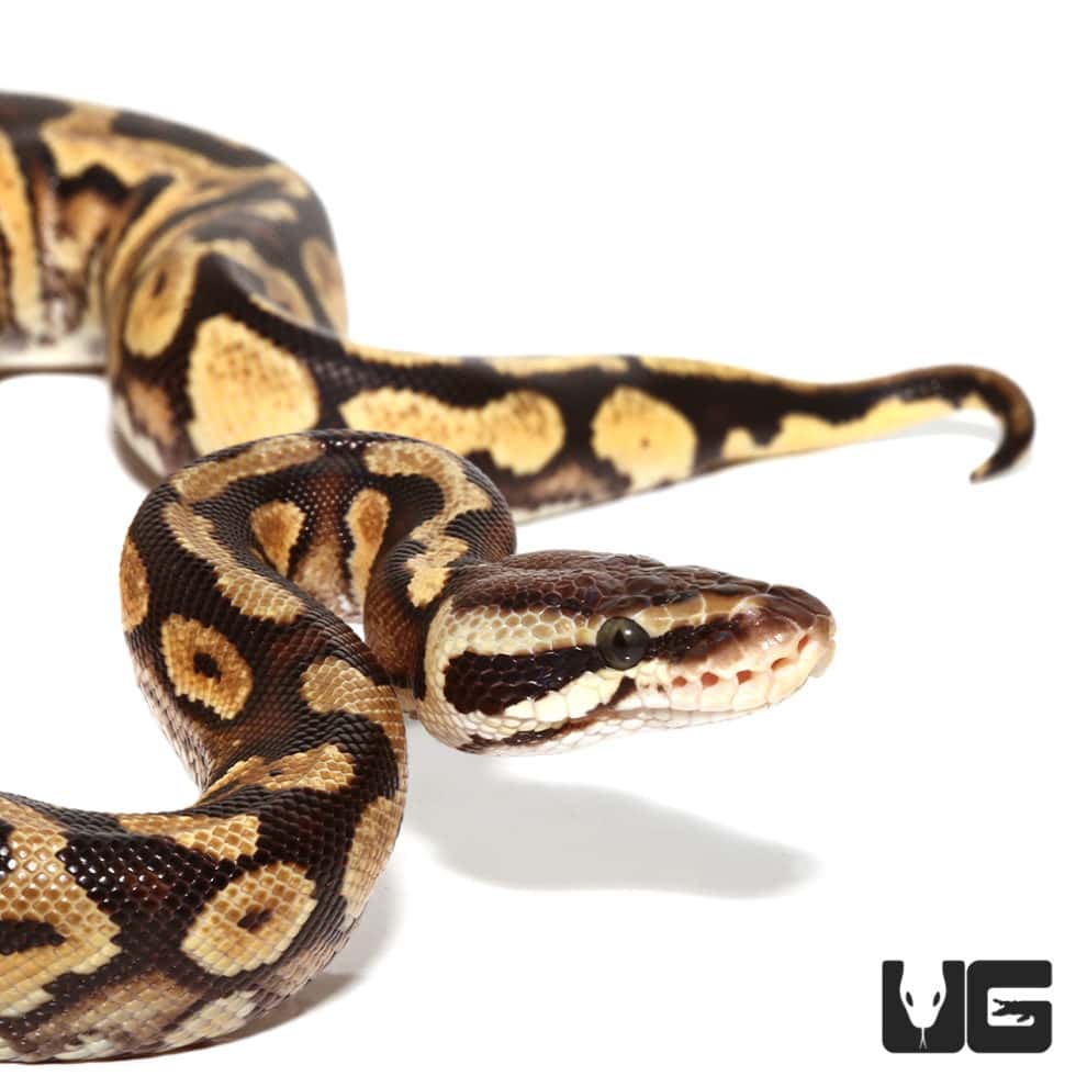 2021 Pastel Yellowbelly Ball Python (Python regius) For Sale ...