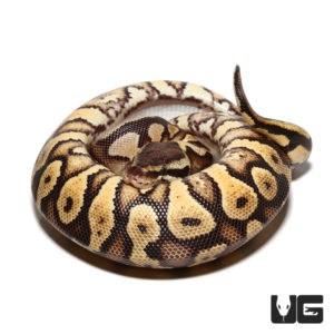 2021 Pastel Yellowbelly Ball Python (Python regius) For Sale ...