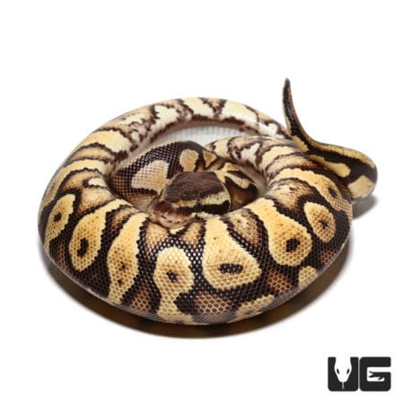 2021 Pastel Yellowbelly Ball Python (Python regius) For Sale ...