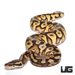 2021 Pastel Yellowbelly Ball Python (Python regius) For Sale ...