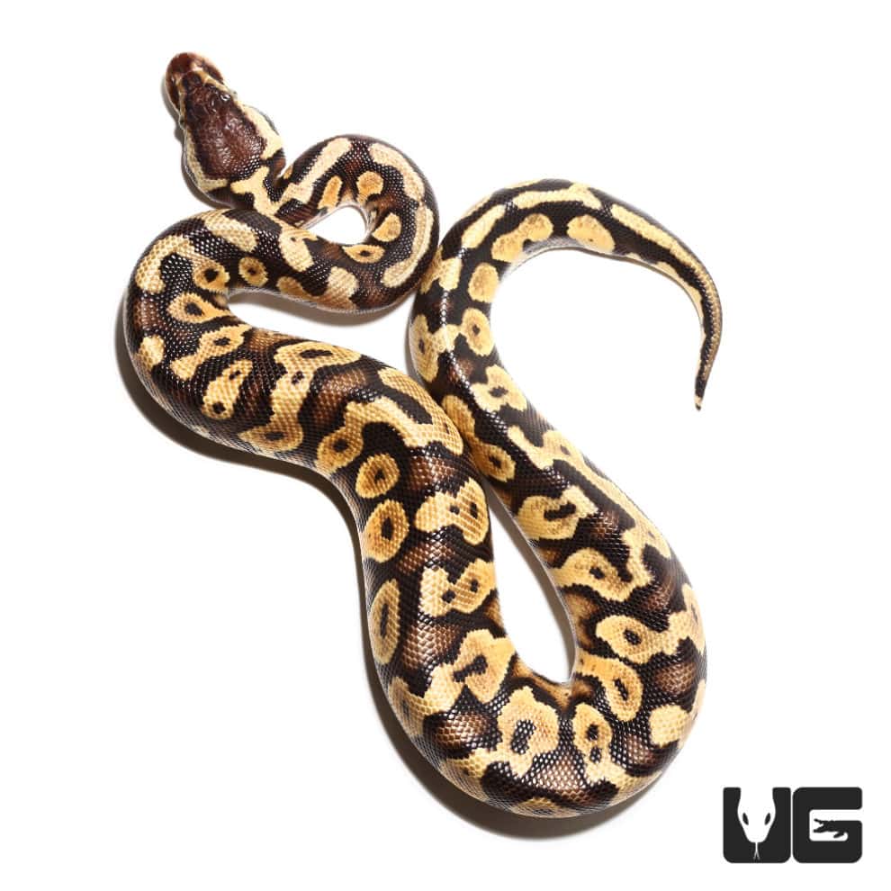 2021 Pastel Yellowbelly Ball Python (Python regius) For Sale ...