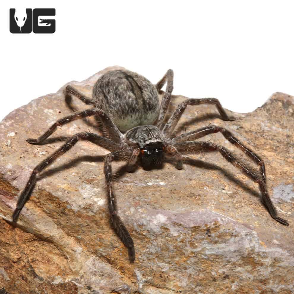 Baby Six Spotted Fishing Spiders for sale - Underground Reptiles