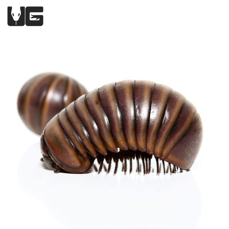 Centipedes, Millipedes and More For Sale - Underground Reptiles