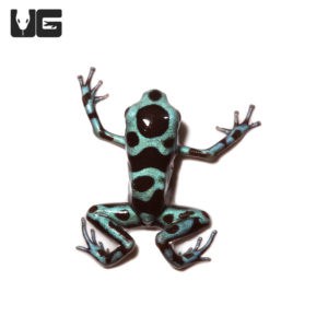 Dart Frogs and Mantellas For Sale - Underground Reptiles