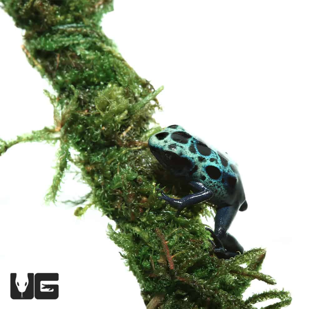 Green Sipaliwini Dart Frogs (Dendrobates tinctorious) For Sale ...