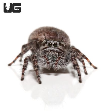 Adult Regal Jumping Spiders For Sale - Underground Reptiles