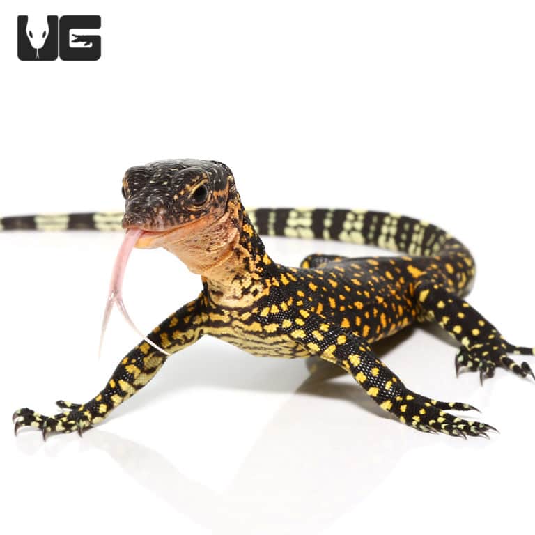 Baby Russell Island Mangrove Monitors (Varanus indicus) For Sale ...