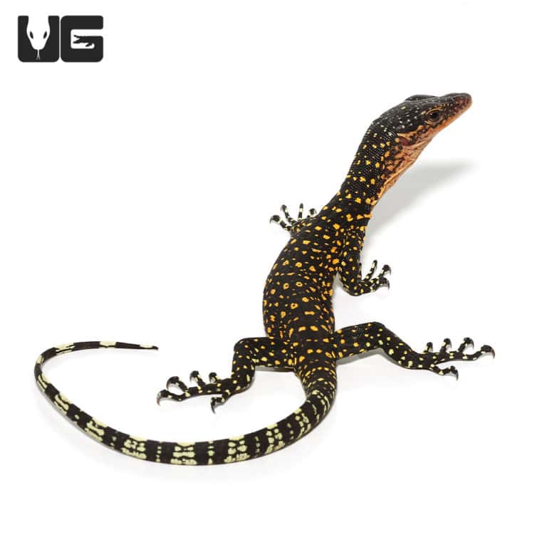 Baby Russell Island Mangrove Monitors (Varanus indicus) For Sale ...