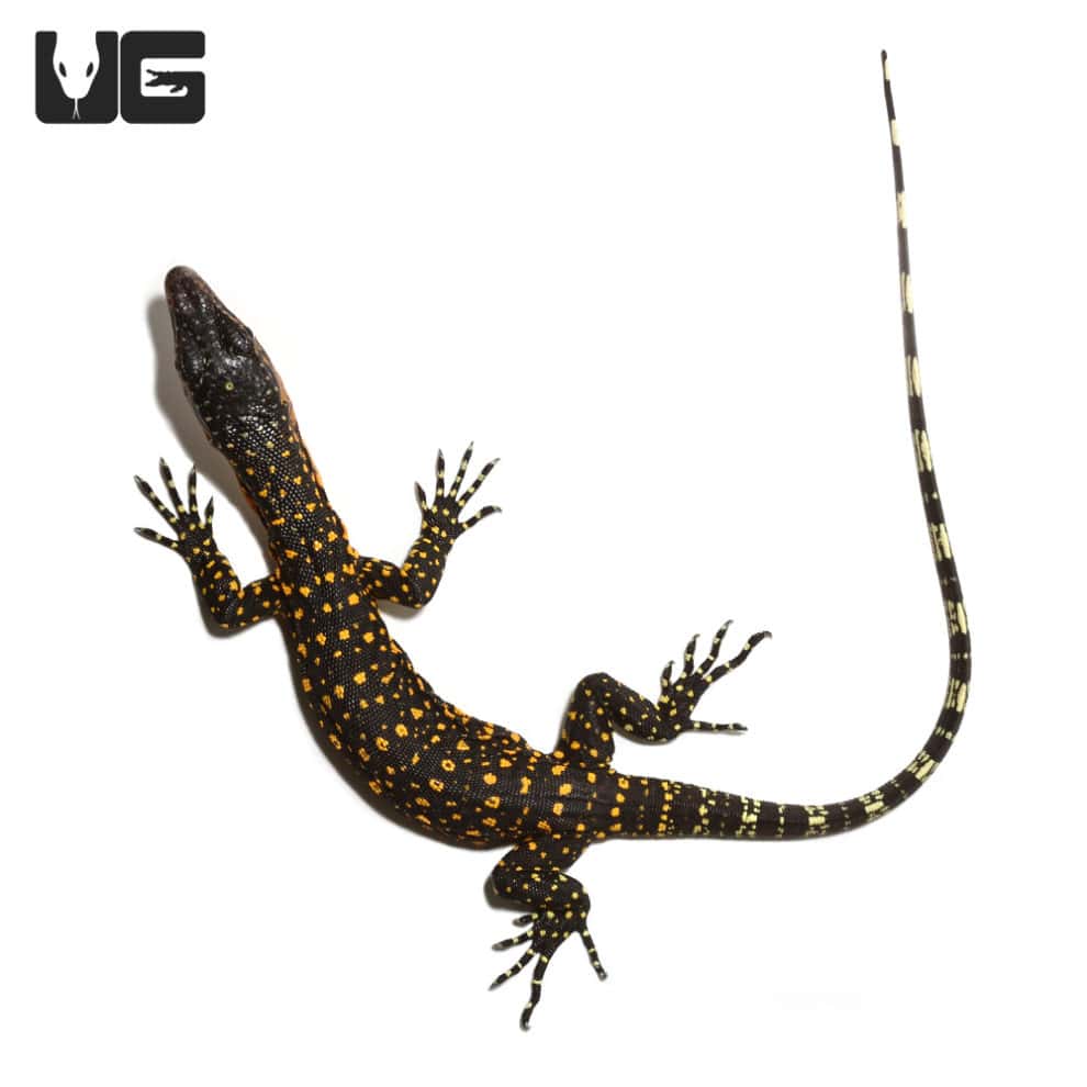 Baby Russell Island Mangrove Monitors (Varanus indicus) For Sale ...