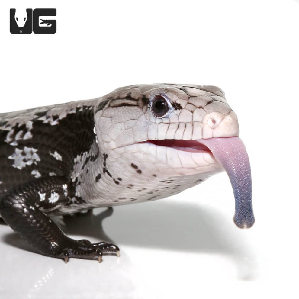 Skinks For Sale - Underground Reptiles