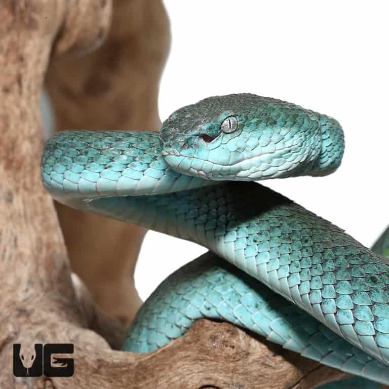Komodo Island Pit Vipers *PROVEN BREEDER* (Trimeresurus insularis) For ...