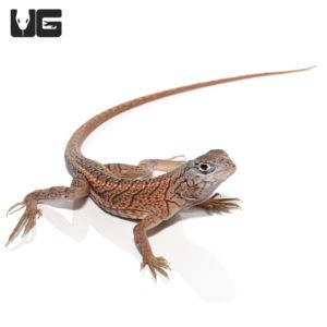 Malagasy Three Eyed Lizard - Underground Reptiles