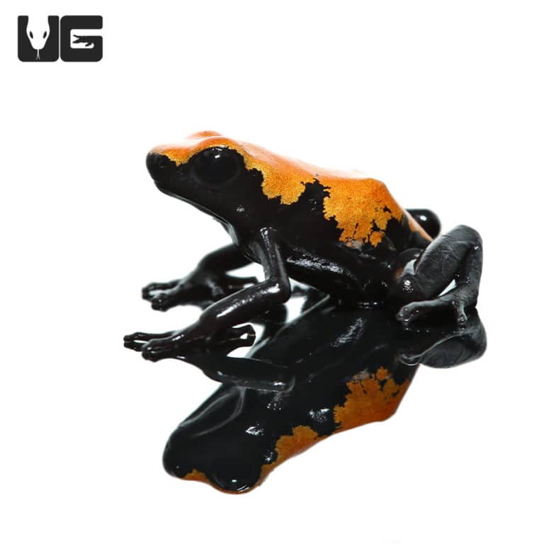 Orange Splash Back Dart Frogs (Adelphobates galactonotus) For Sale ...