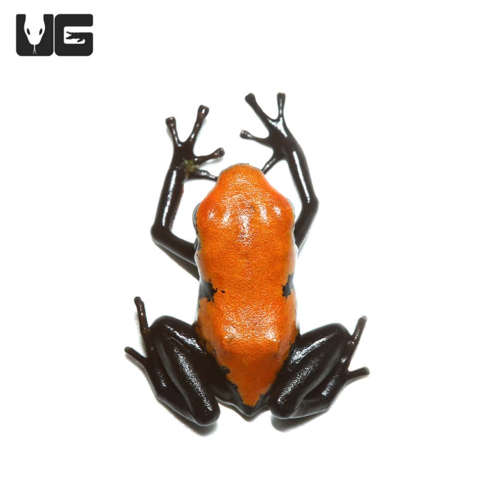 Orange Splash Back Dart Frogs (Adelphobates galactonotus) For Sale ...