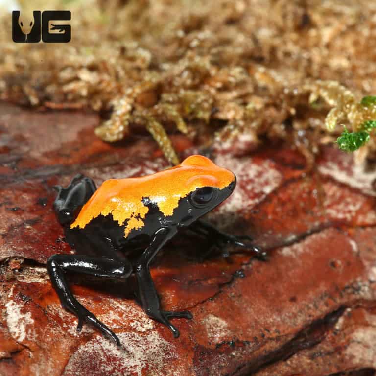 Orange Splash Back Dart Frogs (Adelphobates galactonotus) For Sale ...