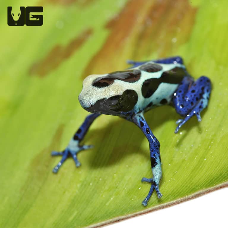 Oyapok Tinctorius Dart Frogs (Dendrobates tinctorious) For Sale ...