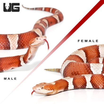 Copperhead Snakes For Sale - Underground Reptiles