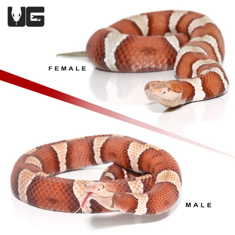 Copperhead Snakes For Sale - Underground Reptiles