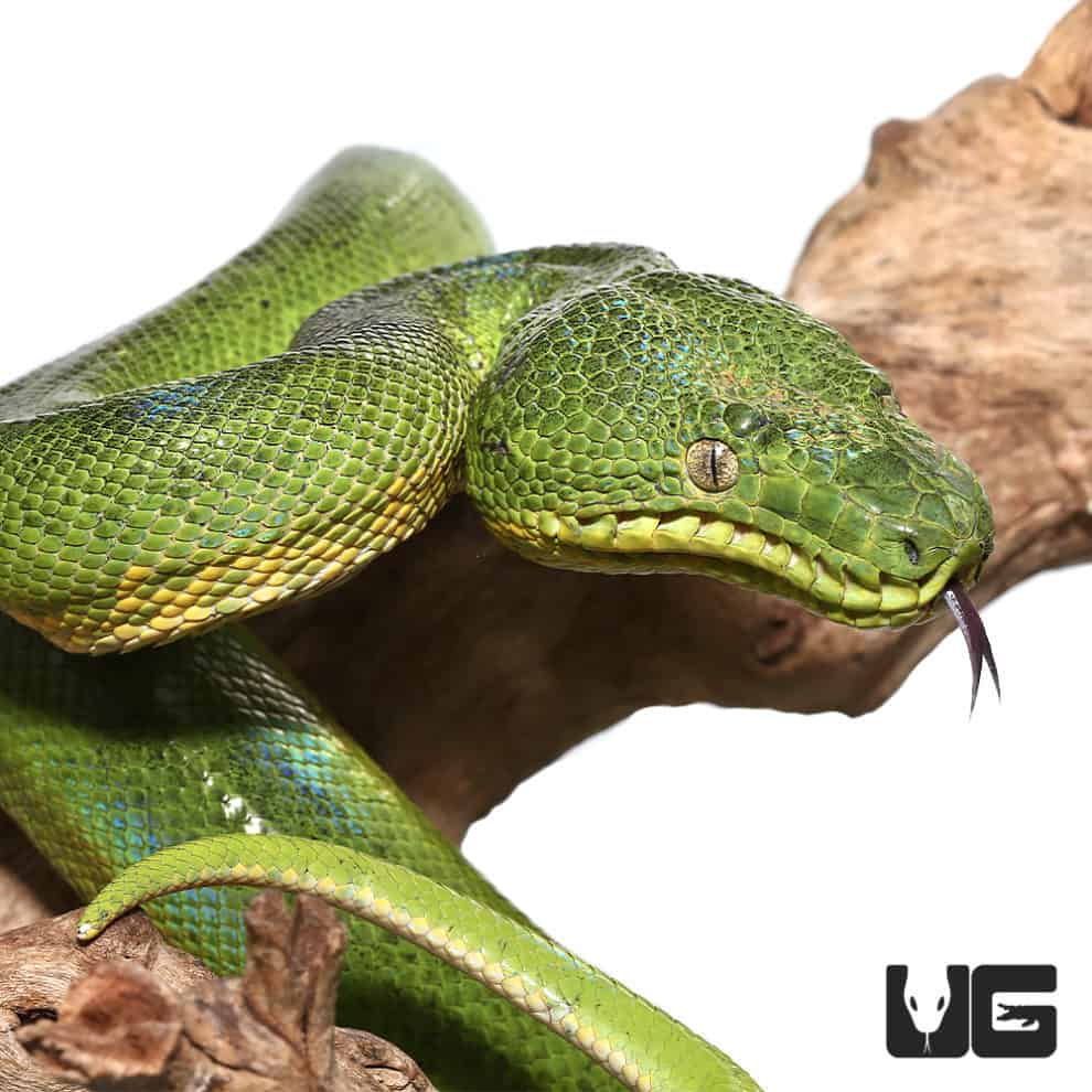 Emerald Tree Boas For Sale - Underground Reptiles