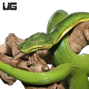 Emerald Tree Boas For Sale - Underground Reptiles