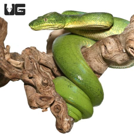Emerald Tree Boas For Sale - Underground Reptiles