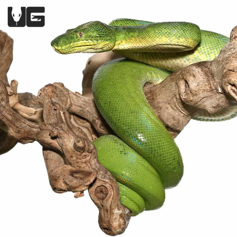 Emerald Tree Boas For Sale - Underground Reptiles