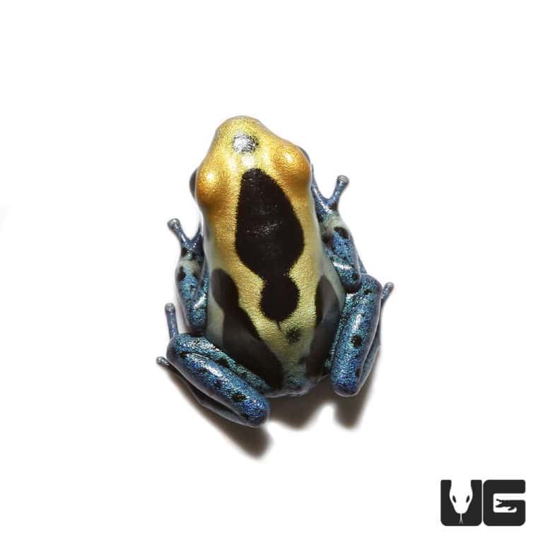 Dart Frogs and Mantellas For Sale - Underground Reptiles