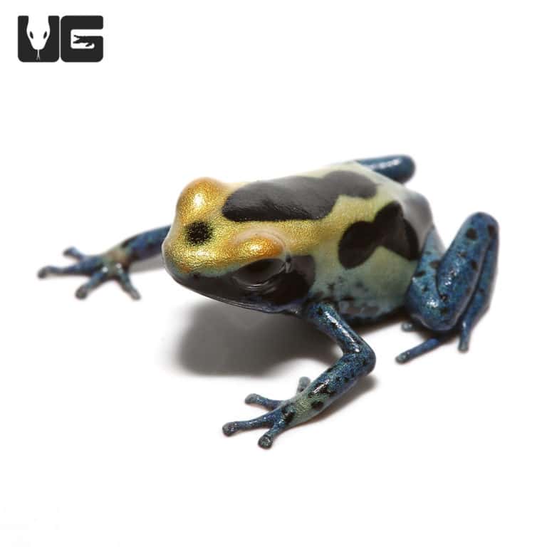 Dart Frogs and Mantellas For Sale - Underground Reptiles