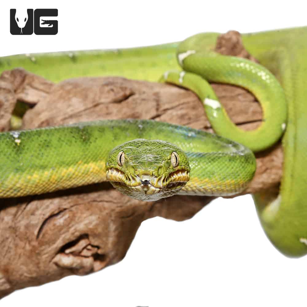 Reduced Pattern Juvenile Emerald Tree Boa (Corallus caninus) For Sale ...