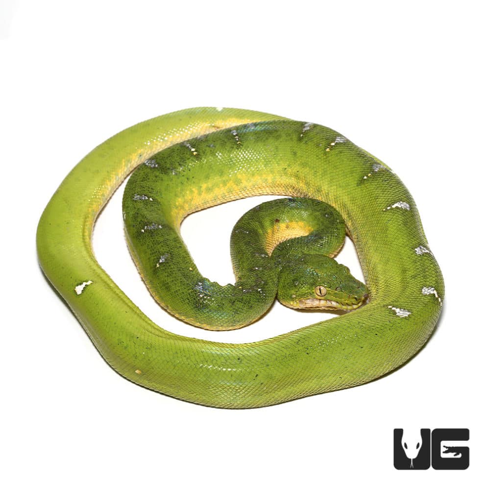 Reduced Pattern Juvenile Emerald Tree Boa (Corallus caninus) For Sale ...