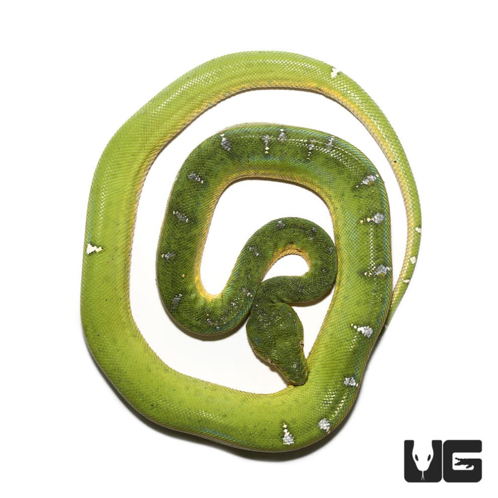 Reduced Pattern Juvenile Emerald Tree Boa (Corallus caninus) For Sale ...