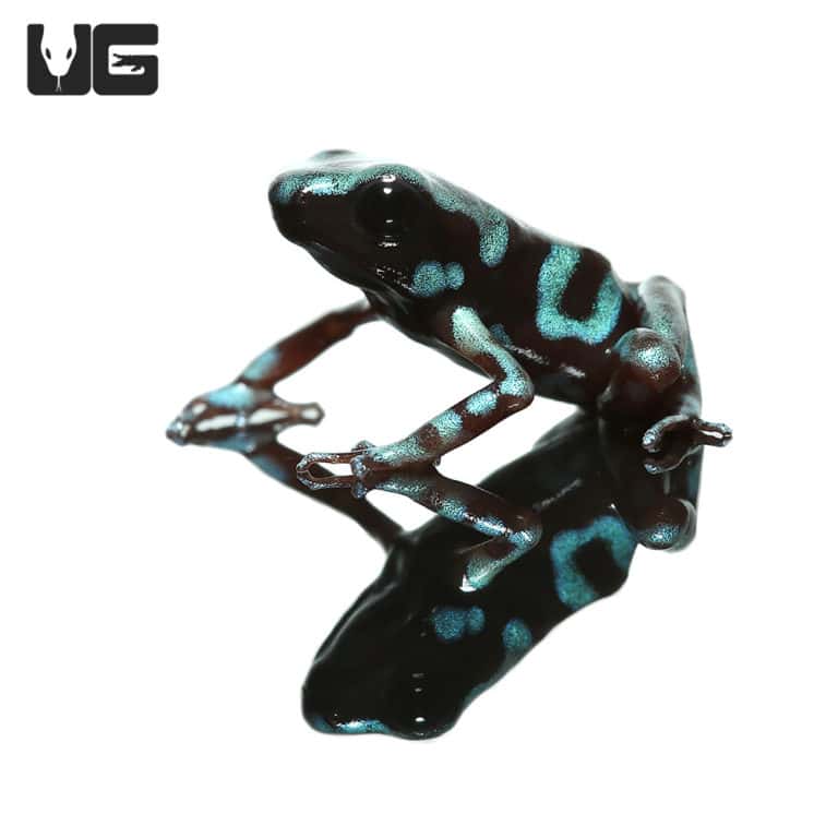Super Blue Auratus Dart Frogs For Sale - Underground Reptiles