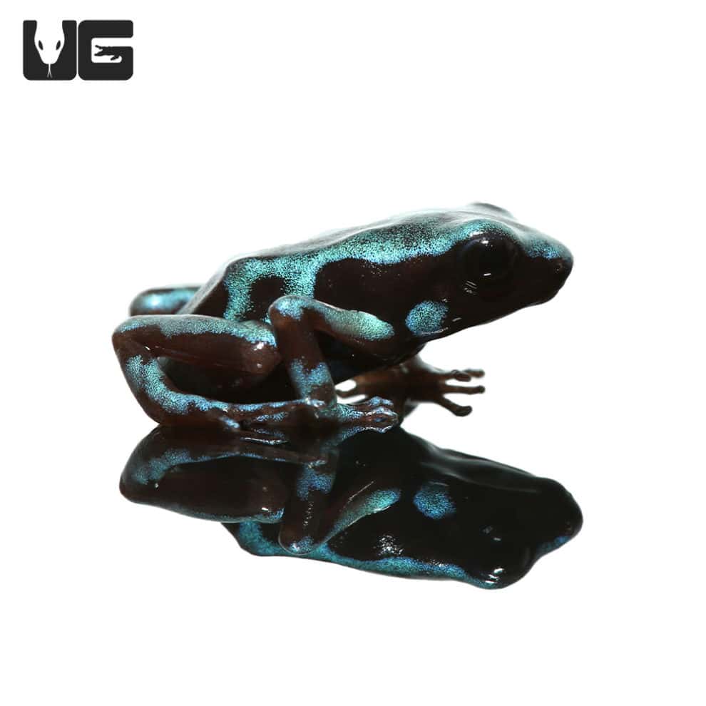 Super Blue Auratus Dart Frogs For Sale - Underground Reptiles