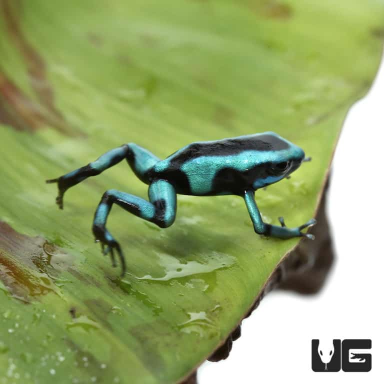 Turquoise & Black Dart Frogs For Sale - Underground Reptiles