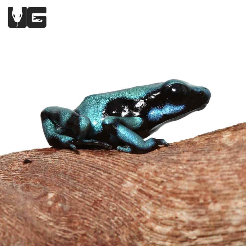 Turquoise & Black Dart Frogs For Sale - Underground Reptiles
