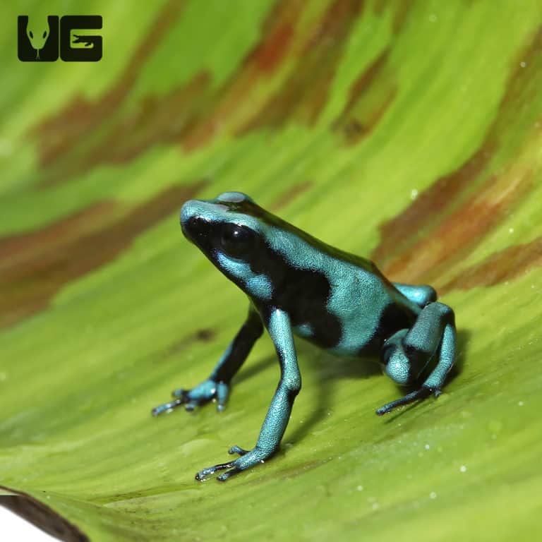 Turquoise & Black Dart Frogs For Sale - Underground Reptiles
