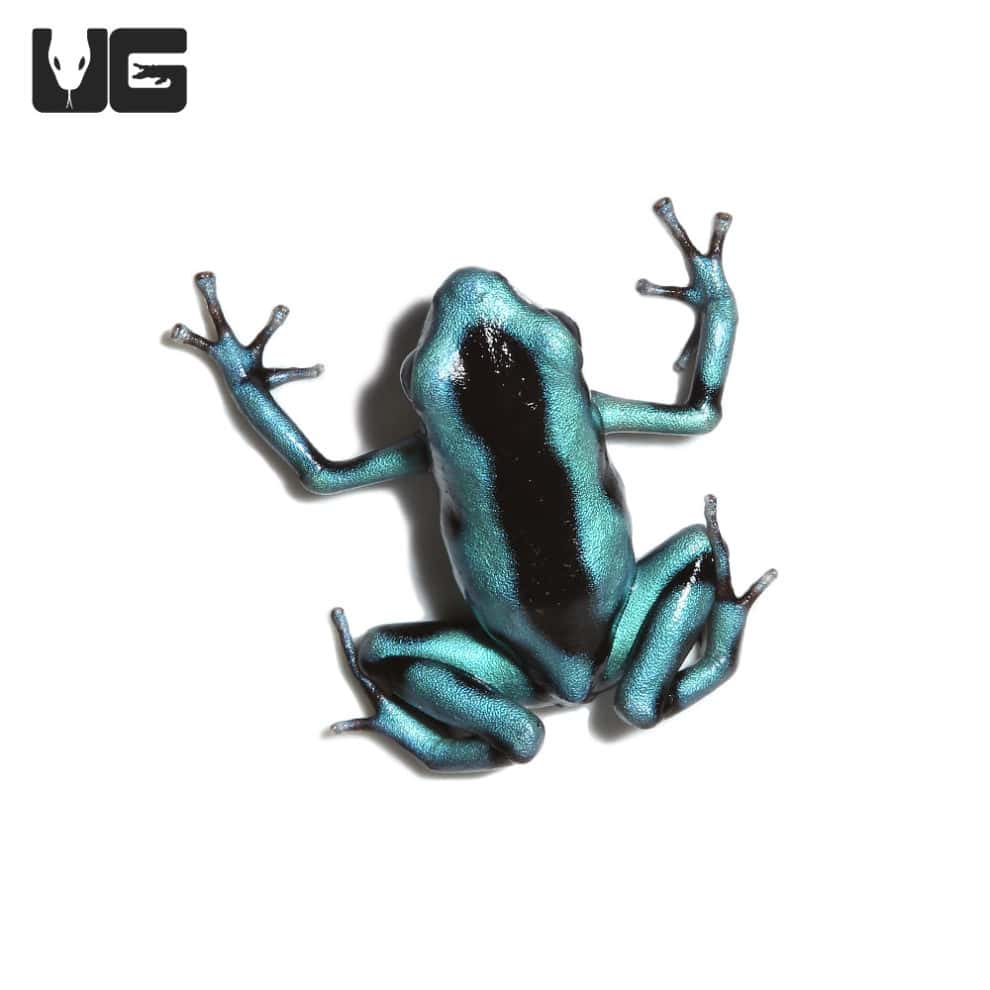 Turquoise & Black Dart Frogs For Sale - Underground Reptiles