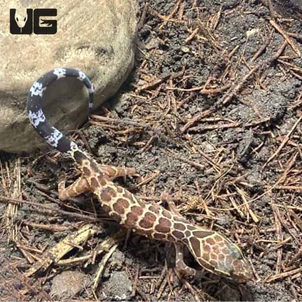 Spotted Bent Toe Geckos (cyrtodactylus Zebraicus ) For Sale ...