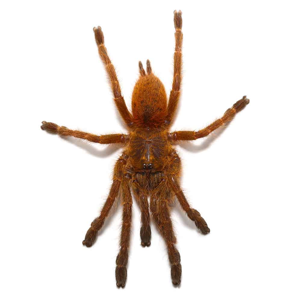 Usambara Orange Baboon Tarantulas For Sale - Underground Reptiles