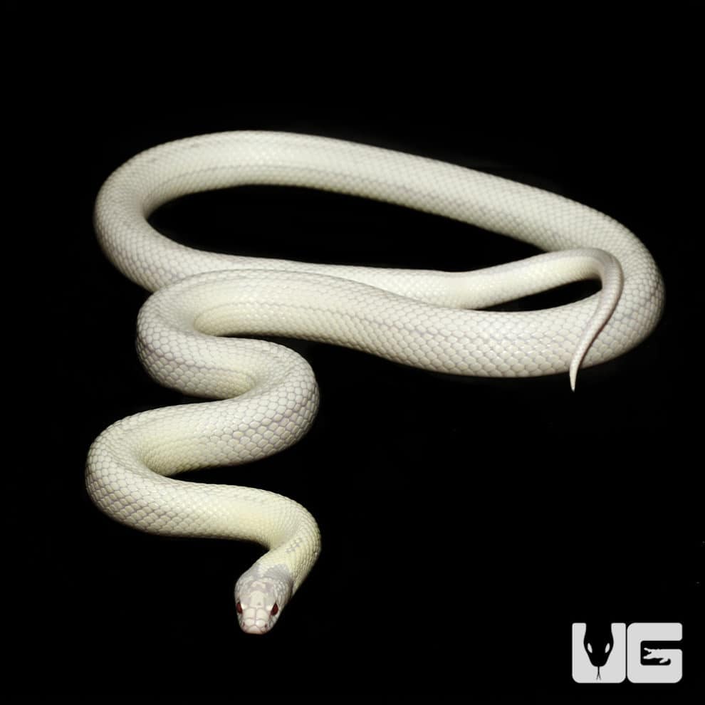 Yearling Chocolate California Kingsnake for sale - Underground Reptiles